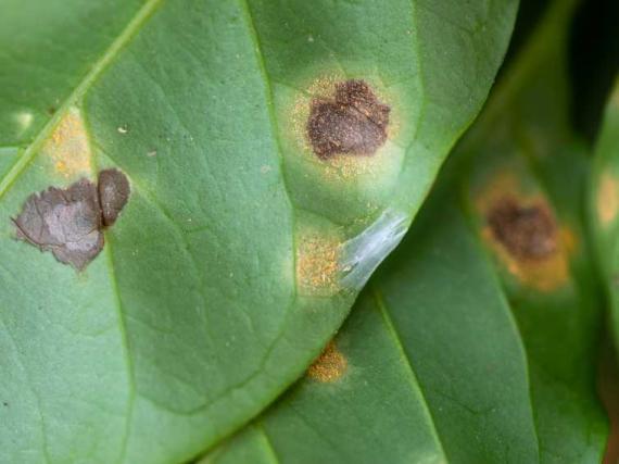 Citrus Diseases: Rust | Syngenta